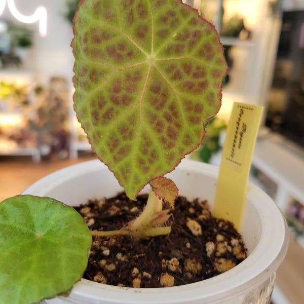 Begonia Mantuk, Terrarium Species From Papua New Guinea, 2 Inch Potted ...