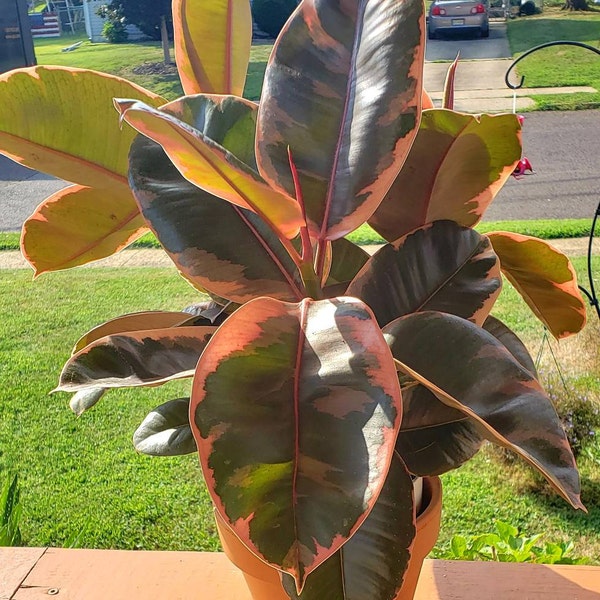 Ficus Decora RUBY Ficus Elastica Rubber Plant Live House Plant - Etsy