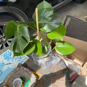 Monstera Deliciosa Tropical Split Leaf Plant 6 Inch Pot Indoor ...