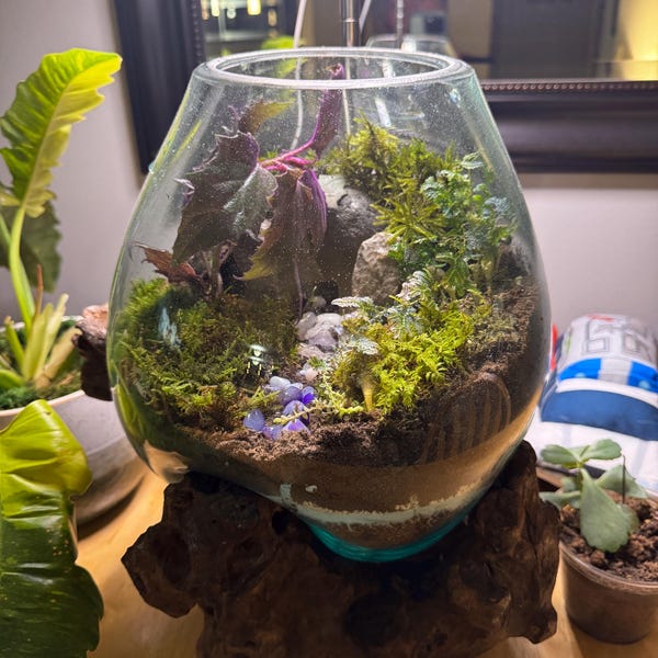 Terrarium Kit Essentials • Top Soil • Organic Substrate • Bio Charcoal ...