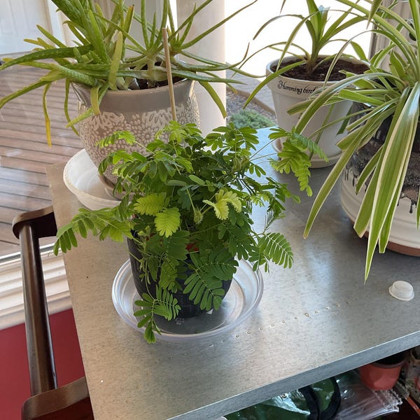 Sensitive Plant | Mimosa Pudica | Rare Plant | Tropical Plant | Live ...