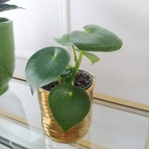 Peperomia Polybotrya Peperomia Raindrop Live Plant Rare - Etsy