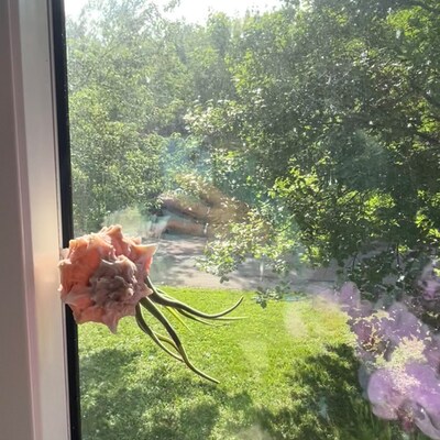 Pandan Pot Air Planter Mini Planters Cute Planter Boho - Etsy