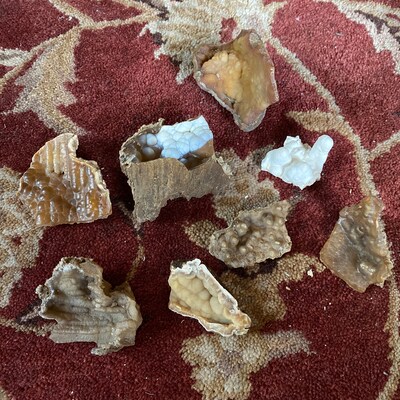 Giant Ice Age Capybara Fossil Set - Etsy