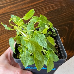 Pellitory Anacyclus Pyrethrum 30 Seeds per Pack Heirloom | Etsy
