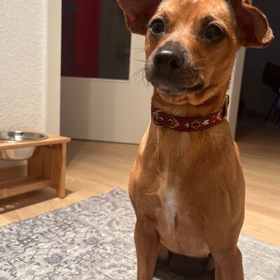 Dog Neck Band With Name. Custom Pet Id. Engraved Dog Collar. - Etsy