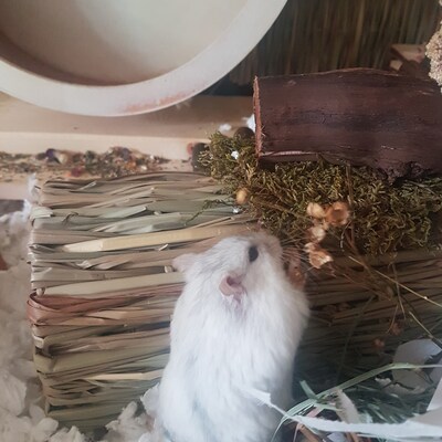 Flax Spray, Dried Flax Stems, Hamster Flax, Bird Flax, Hamster Flax ...