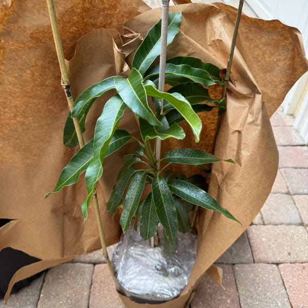 Sugar Loaf Mango Tree. Grafted in 3 Gallons Pot, No Ship to HI - Etsy
