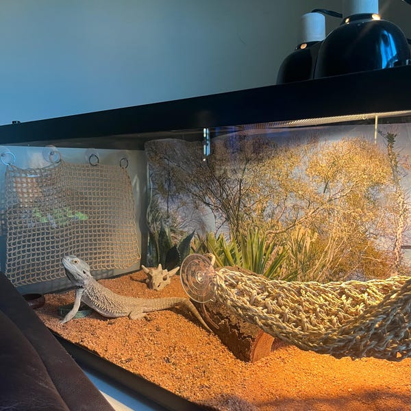 3D Printed Reptile Basking Platform With Ramp: Terrarium Decor - Etsy