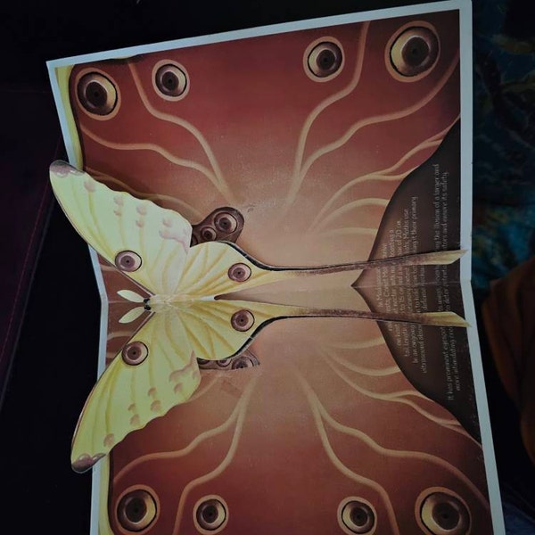 Moths DIY Pop up Book Creation Kit for Adults, DIY Pop-up Book Project ...