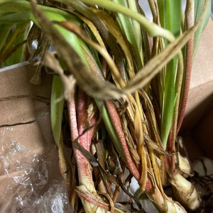 Elephant Ear loti 5 Plant - Etsy
