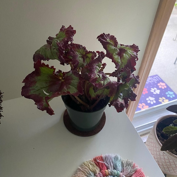 Rex Begonia 'tie Dye', Rare Begonia 4” - Etsy