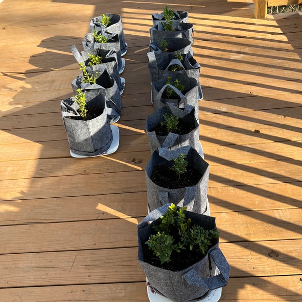 Green Mountain Boxwood Upright Conical Buxus Live Plant Low Maintenance ...