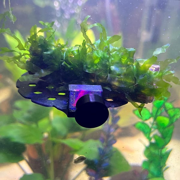 X2 Subwassertang Moss on Cholla Wood Shrimp Hideout & Betta Aquarium ...