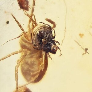 RARE Zoraptera angel Insect, Fossil Insect Inclusion in Burmese Amber ...