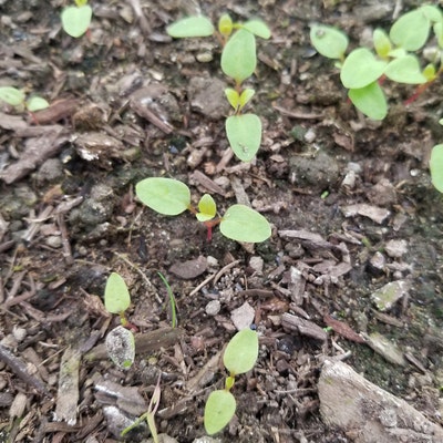 Morus Nigra Black Mulberry Toot Tree 10_seeds - Etsy