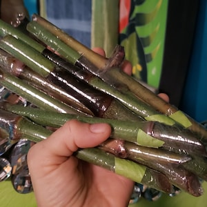 5 Bele Abelmoschus Manihot Edible Hibiscus Tonga Spinach Cuttings FROM ...