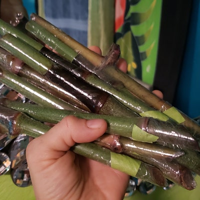 5 Bele Abelmoschus Manihot Edible Hibiscus Tonga Spinach Cuttings FROM ...