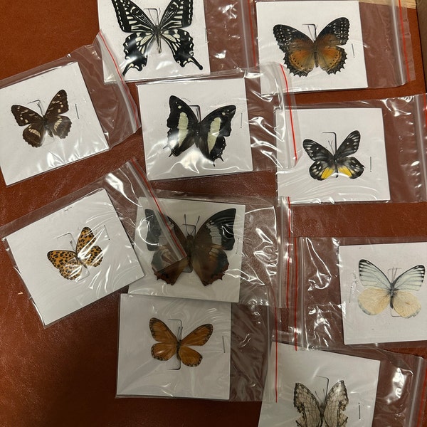 5-100PCS Real Butterfly Specimen Taxidermy Insect Butterflies Decor ...