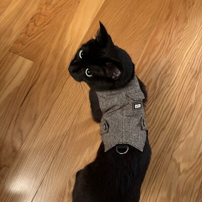 Classic Tweed Cat Walking Jacket. Burgundy Cat Harness. Escape - Etsy