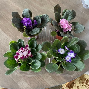 Optimara African Violet Variety Pack 4 Plants 4 Pots - Etsy