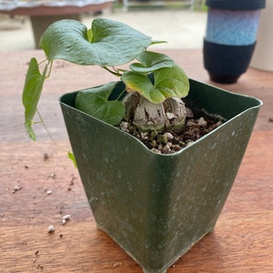 Stapelia Rufa - Etsy