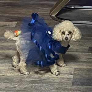 Star Spangled Girl Dog Harness Dress Xxsmall to 4xlarge Dog - Etsy