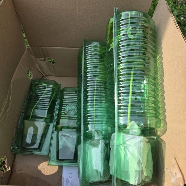Sage Live Plant - Seedlings/plugs and Plants - 3"- 12" Tall - 30-60 ...
