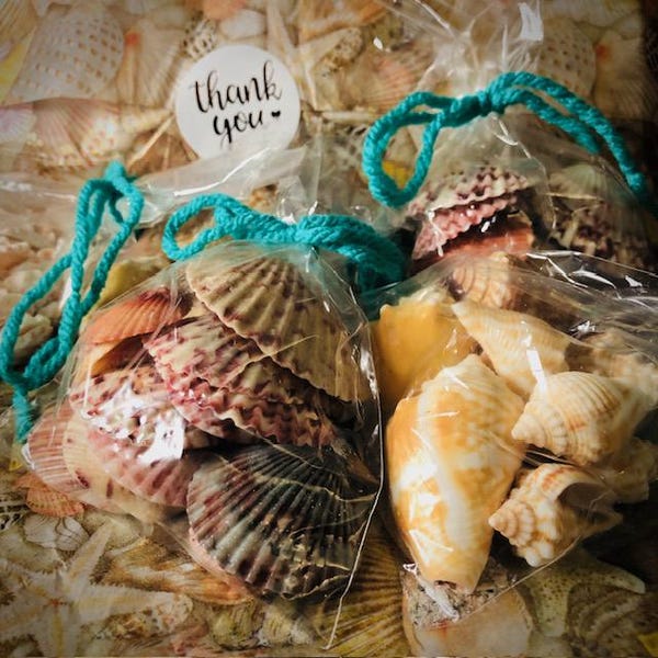 15 Channeled Duckclam Shells, Sea Shells, Florida Sea Shells, Sanibel ...