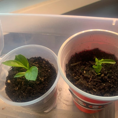 Seeds. Very Rare: PINK Kiwi Fruit Huge Producer 'pink Lady' Long Vines ...