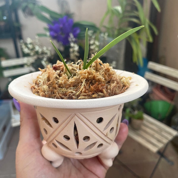 Furan Orchid Pot Fu Ran Pot Neofinetia Pot Fukiran Furan Pot Dendrobium ...
