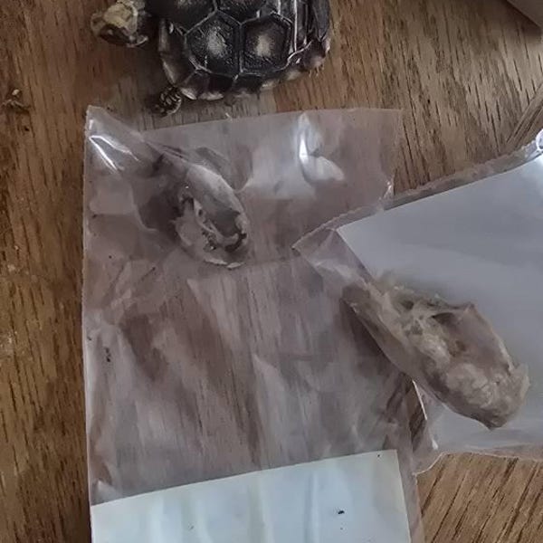 Deathtaxusa • #85 - 51" Venomous Timber Rattlesnake Rattler Serpent ...