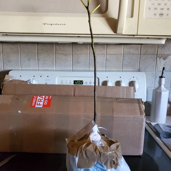 Hosta TRUE Chartreuse With White/cream Edges 'american Dream' in 4.5x5 ...