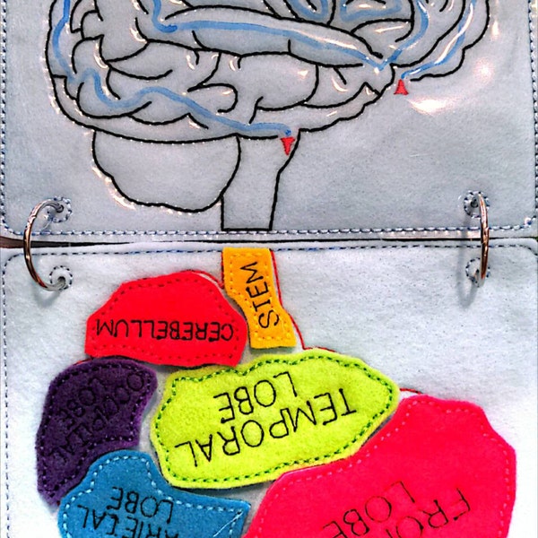 Felt Human Brain Puzzle: Quiet Book Page, Medical Learning Board - Etsy