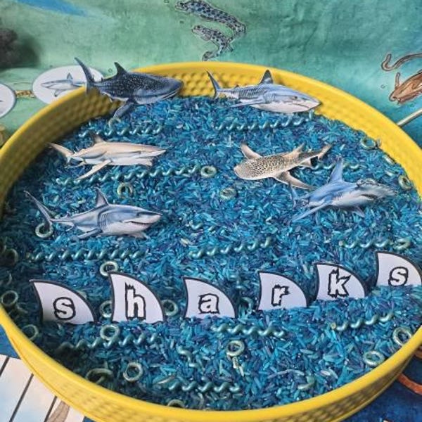 Sharks Species and Lifecycle Learning Pack | Great White Shark | Sharks ...