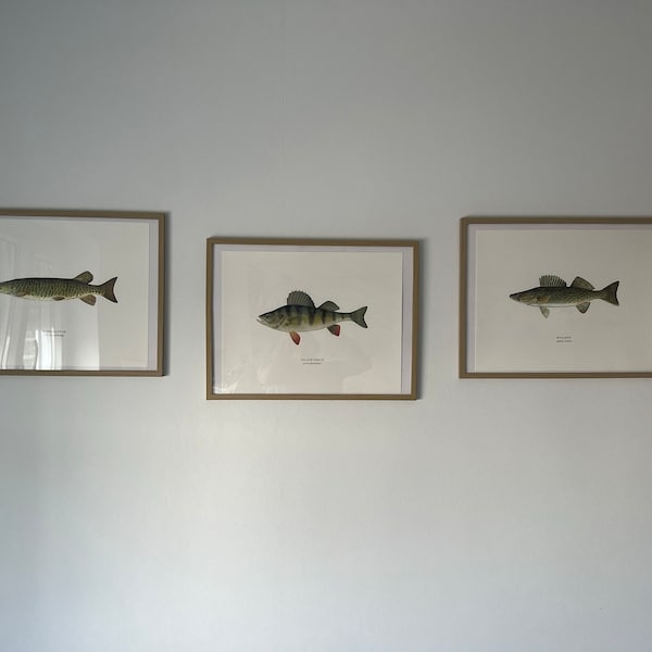 Unique Antique Animal Art Prints and Freshwater Fish Paintings ...
