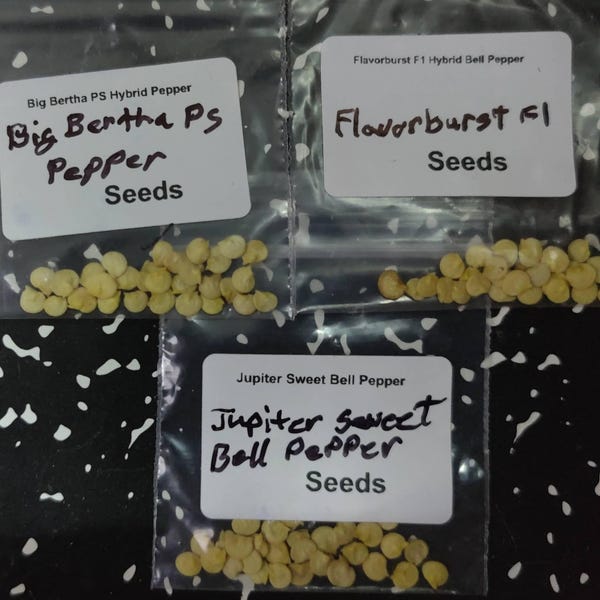 Giant Syrian Tomato Seeds - Etsy