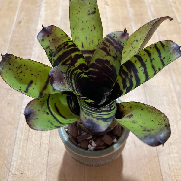 Bromeliad Vriesea Red Chestnut 6" Pot - Etsy