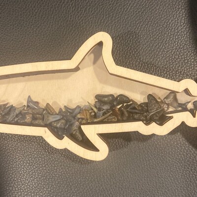 Shark Teeth MEGALODON Shadow Box for Shark Teeth, Small Shells, Fossils ...