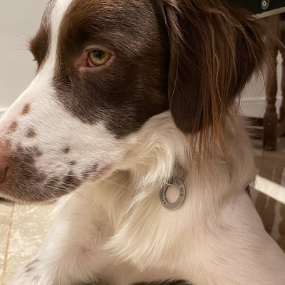 Funky Design Pet Dog ID Disc Tag. Stainless Steel Washer Style ...