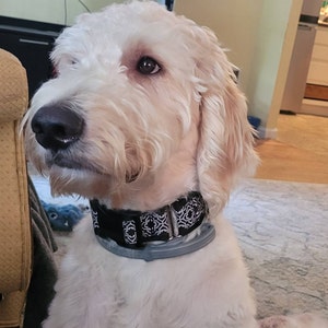 Biothane Tab or Bringsel Pick Your Color 1/2 Wide Heavy Weight, 8 Long ...