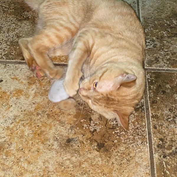 Severed Hand Catnip Toy, Funny Gift, Spooky Horror Cat Toy, Nerdy Felt ...