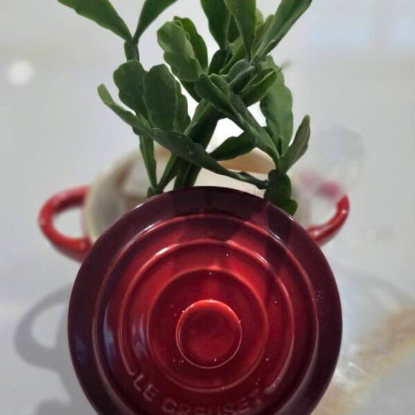 Rhipsalis Bacifera Ssp. Mauritiana ferrari 4 Unrooted Cuttings - Etsy