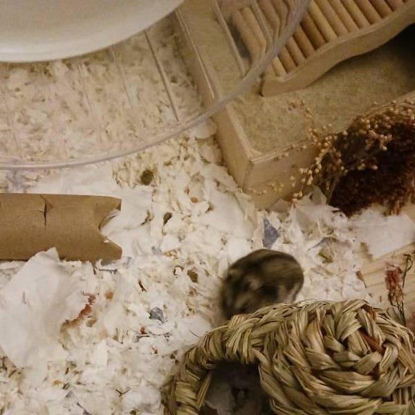 Gourmet Animal Protein Mix for Hamsters, Gerbils, Mice, & Rats ...