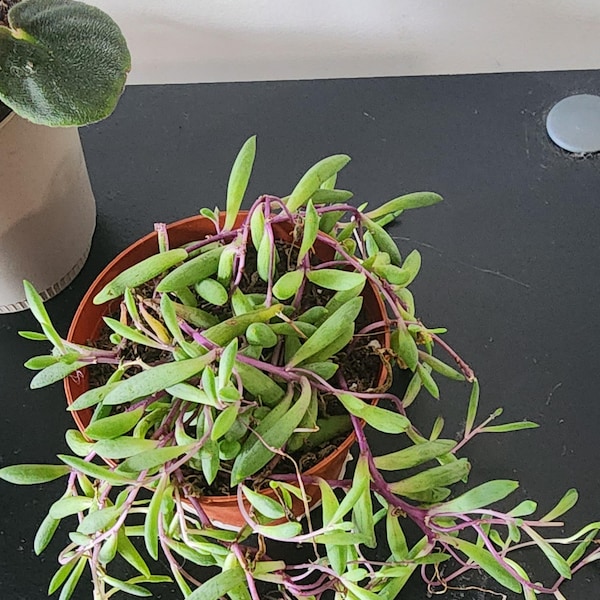 String of Ruby - Othonna Capensis - Succulent House Plant - Rare ...