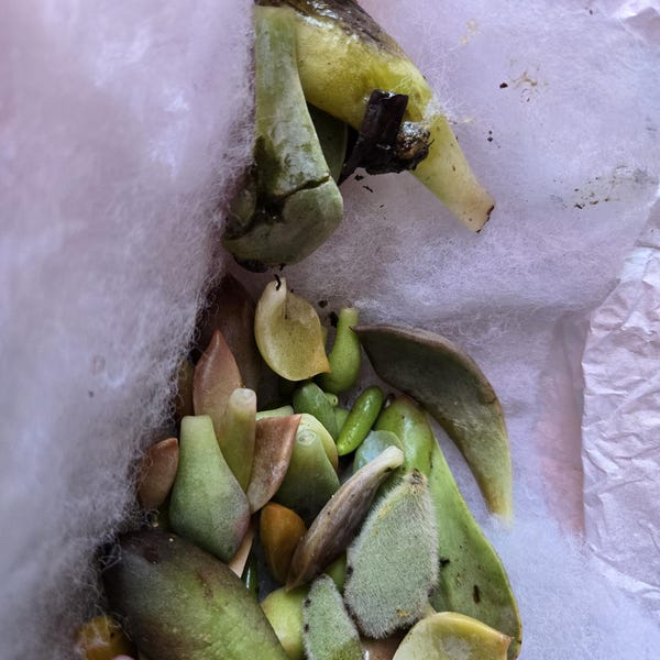 Succulent Leaf Starters | Propagation - Etsy