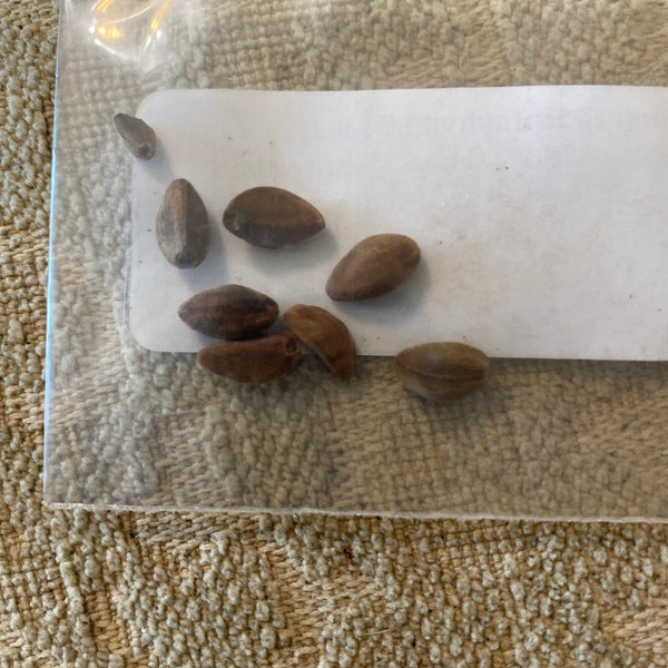 Italian Stone Pine Pinus Pinea - Pine Nut 10 Seeds - Etsy