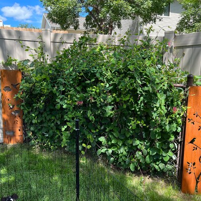 Birds on Tree Branches, Rusty Privacy Screen, Garden Panel, 60x12 ...