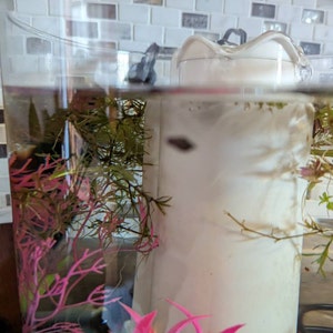 1 Bucephalandra Micro Live Aquarium Plants Free S/h Live Aquatic Plants ...