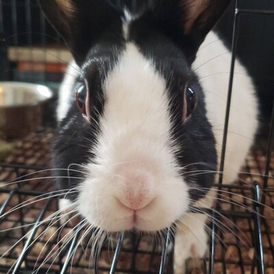 Red Panda Magnet: Gift for Red Panda Lovers Chinese Animal Cute Animal ...